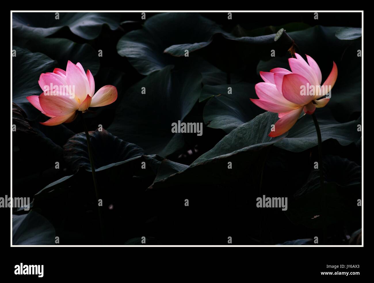 Pink lotues hi-res stock photography and images - Alamy