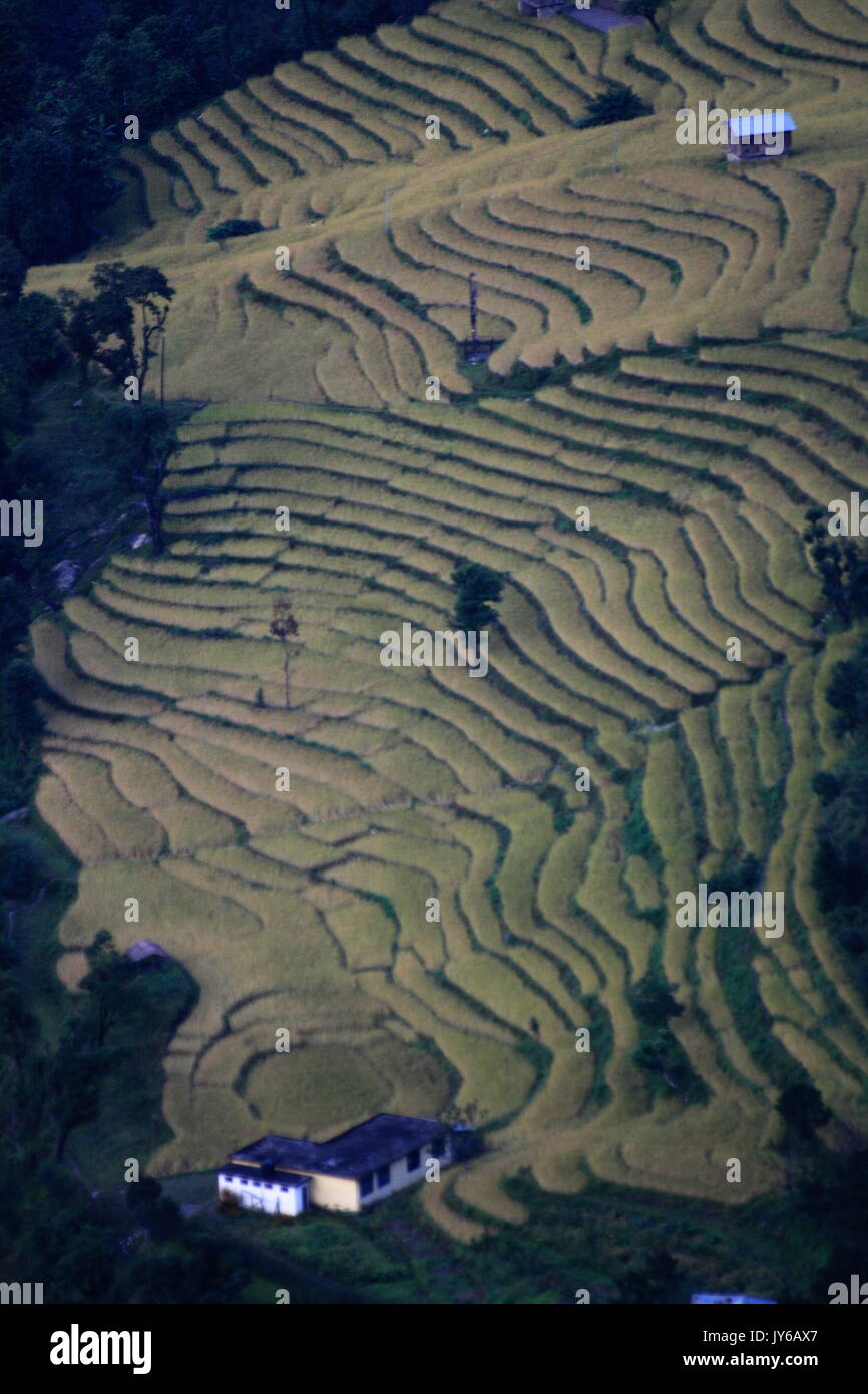 Paddy paddy hi-res stock photography and images - Alamy