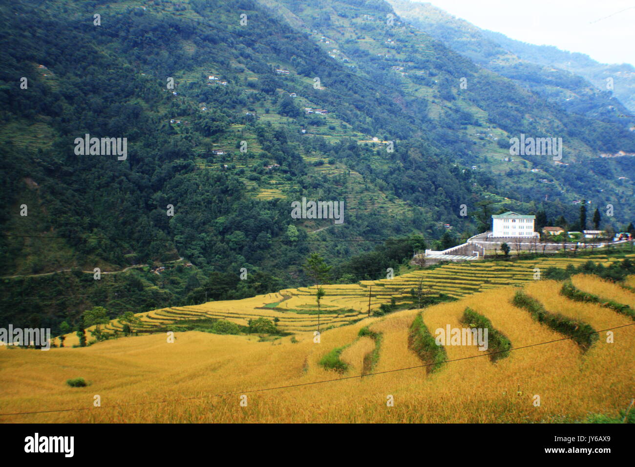 Ripe paddy field hi-res stock photography and images - Alamy