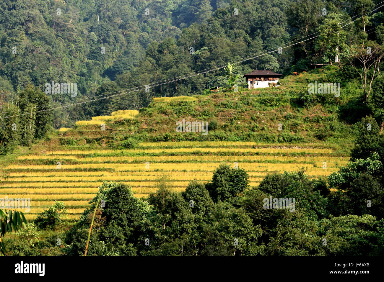 House in Paddy Field Stock Photo - Alamy