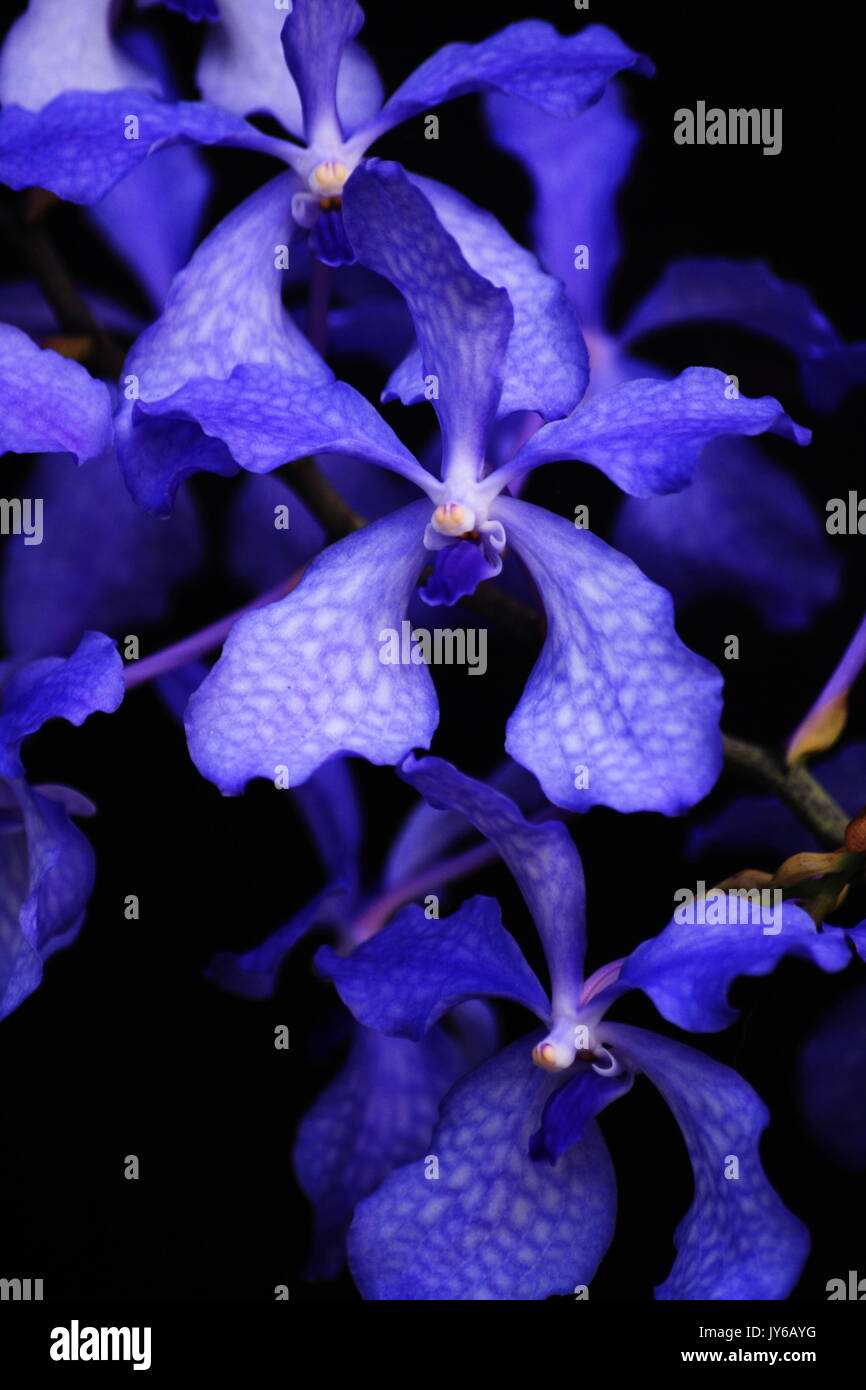 Blue vanda vanda coerulea hi-res stock photography and images - Alamy