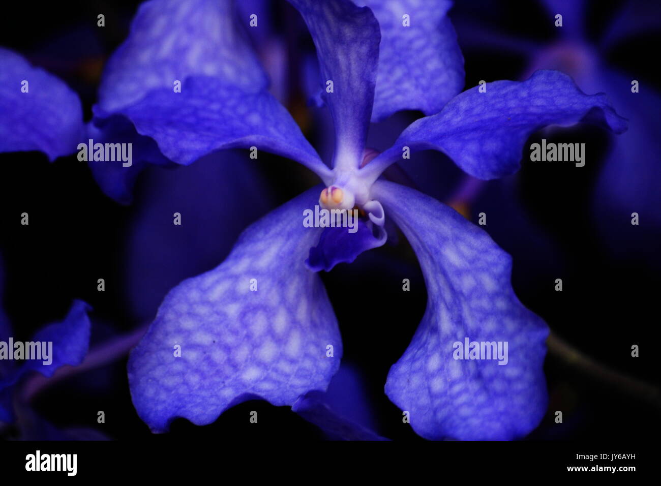 Blue vanda vanda coerulea hi-res stock photography and images - Alamy