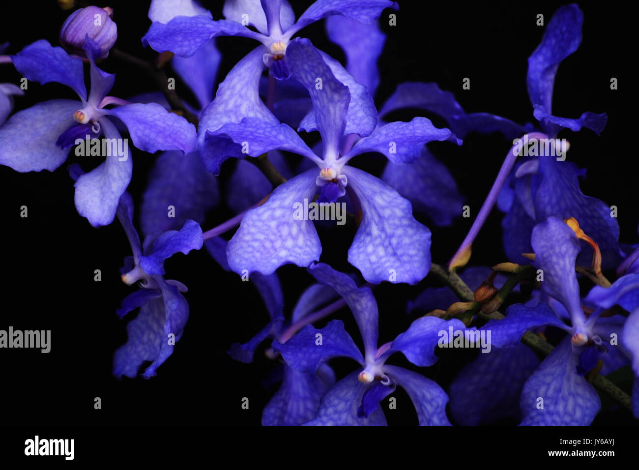 Orchid vanda coerulea hi-res stock photography and images - Alamy
