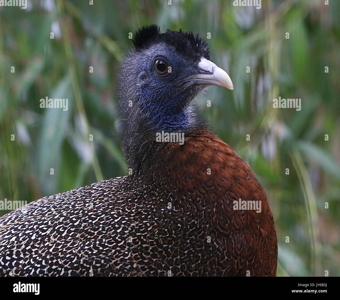 Argusfasan hi-res stock photography and images - Alamy