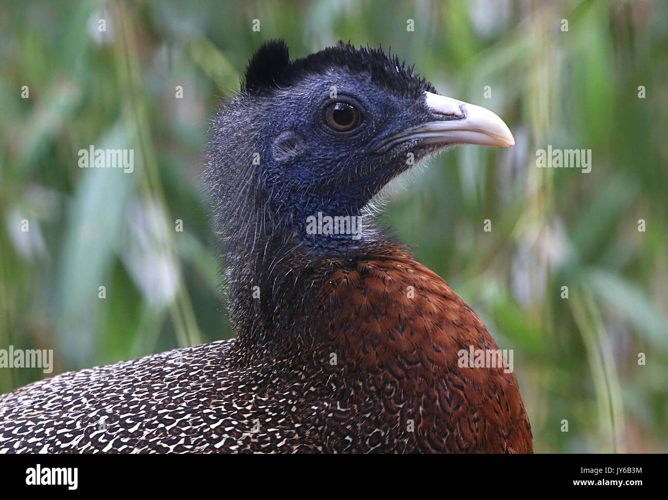 Male Asian Great Argus Pheasant (Argusianus argus), native to the ...