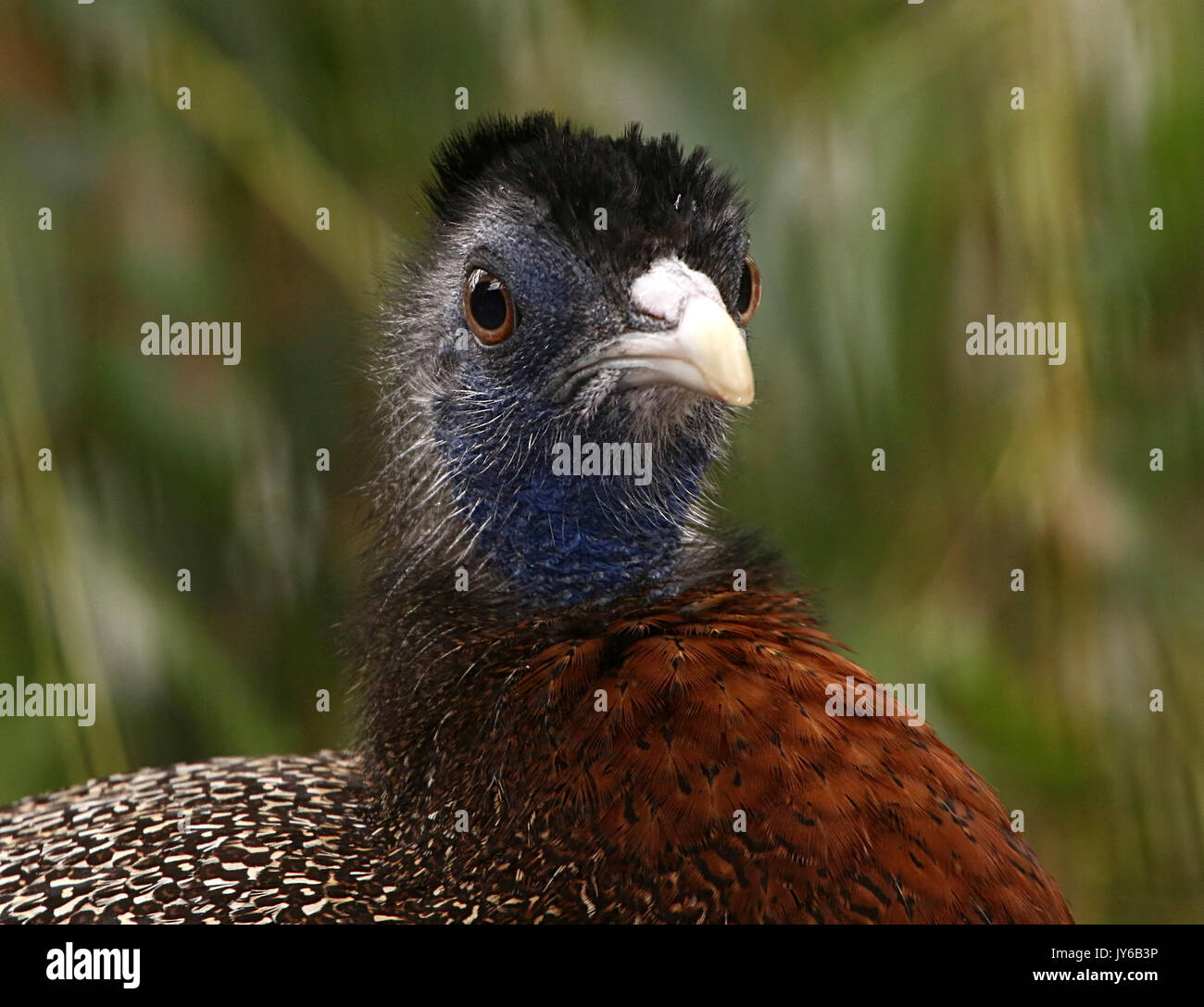 Argus argus pheasant argusianus argus hi-res stock photography and ...