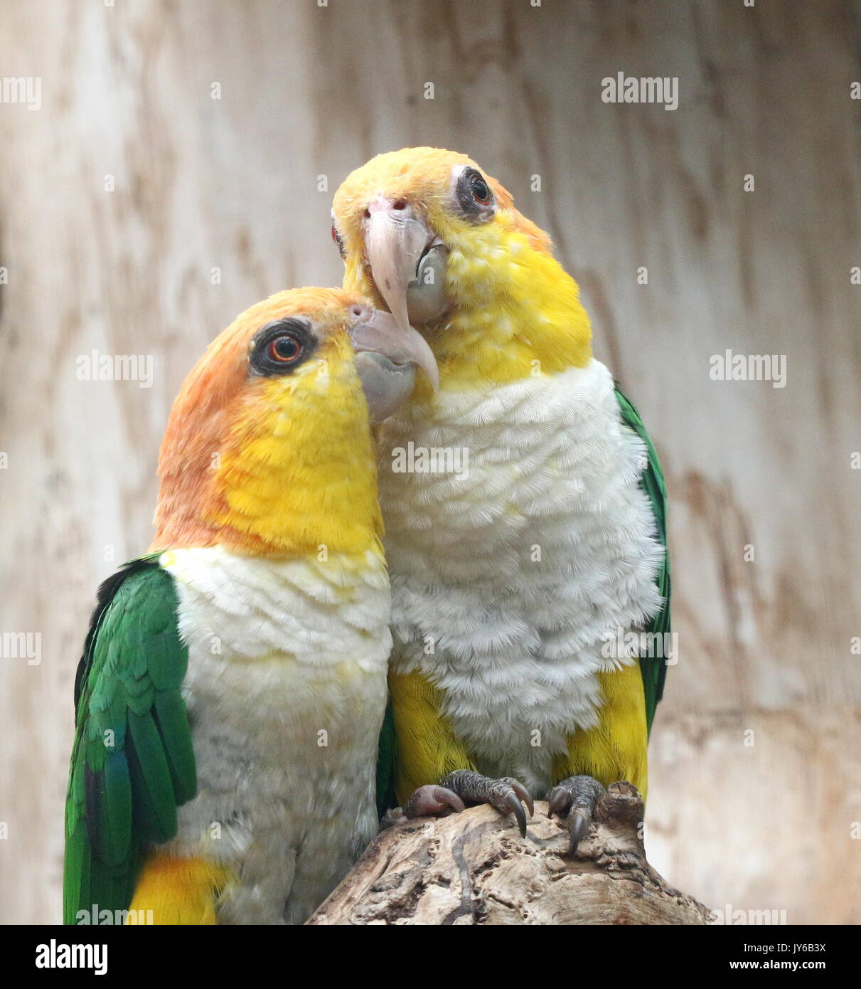 Yellow parrot brazilian High Resolution Stock Photography and Images ...