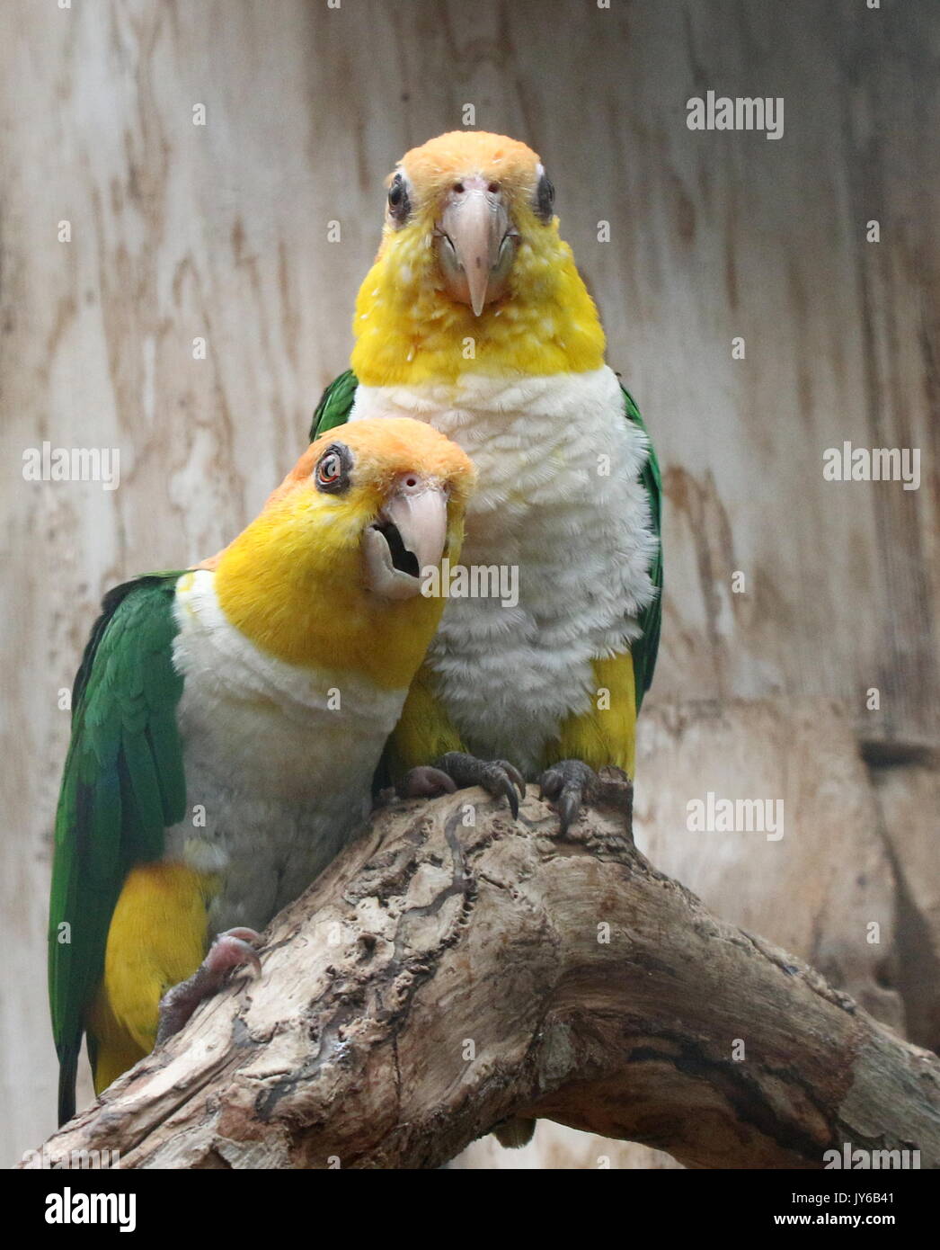 White bellied parrots pionites leucogaster hi-res stock photography and ...