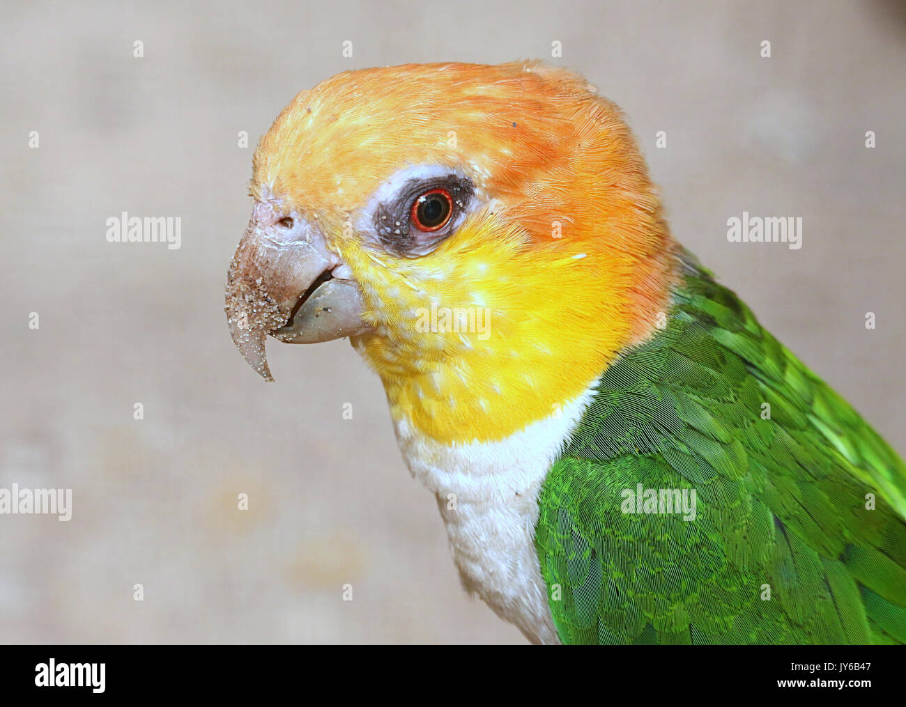 White bellied parrots pionites leucogaster hi-res stock photography and ...