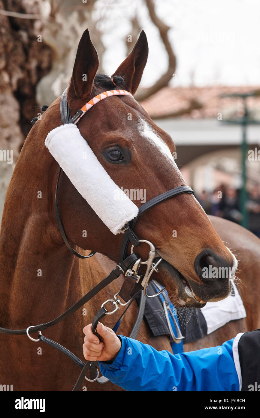 Race horse head ready to run. Paddock area. Vertical Stock Photo - Alamy