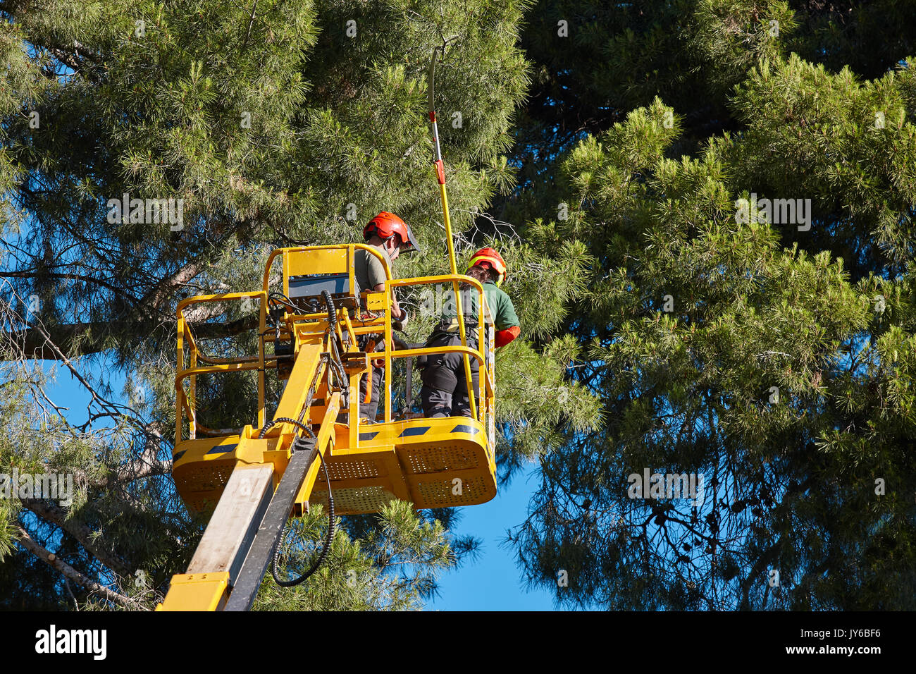 Tree work, pruning operations. Crane and pine wood forest Stock Photo ...