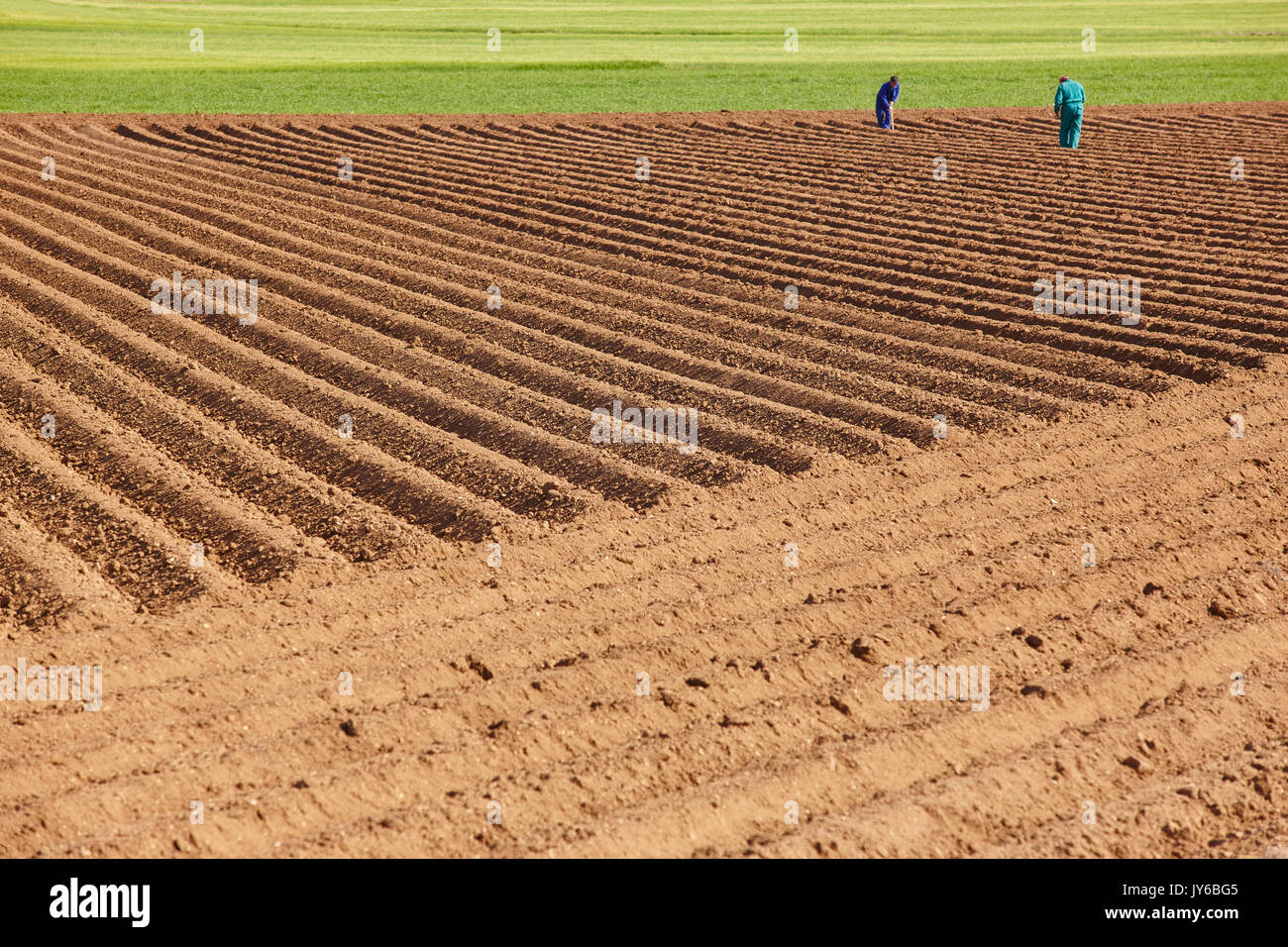 Planting field landscape with ground and green meadow. Rural ...