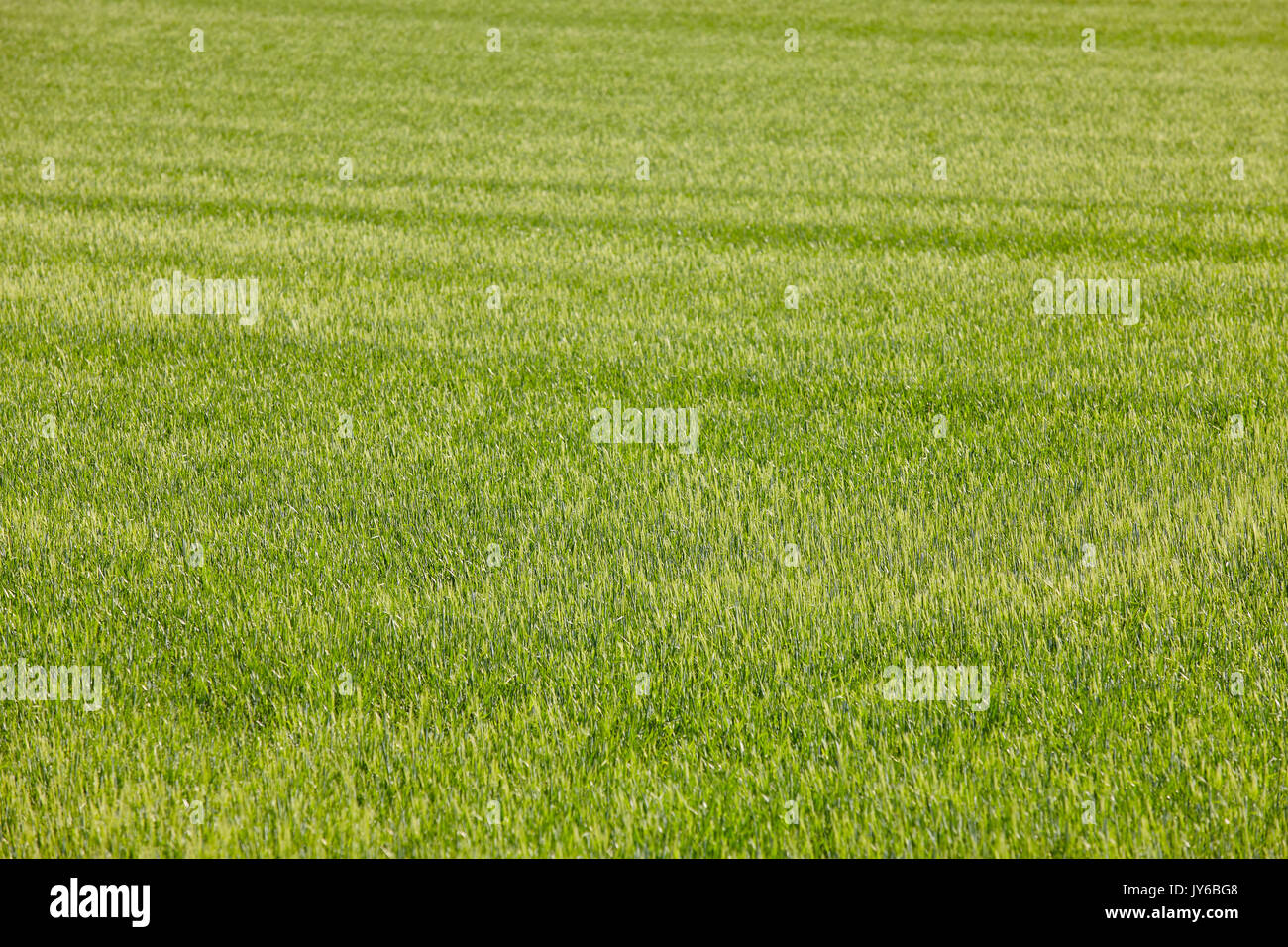Green field in the countryside. Nature background landscape ...