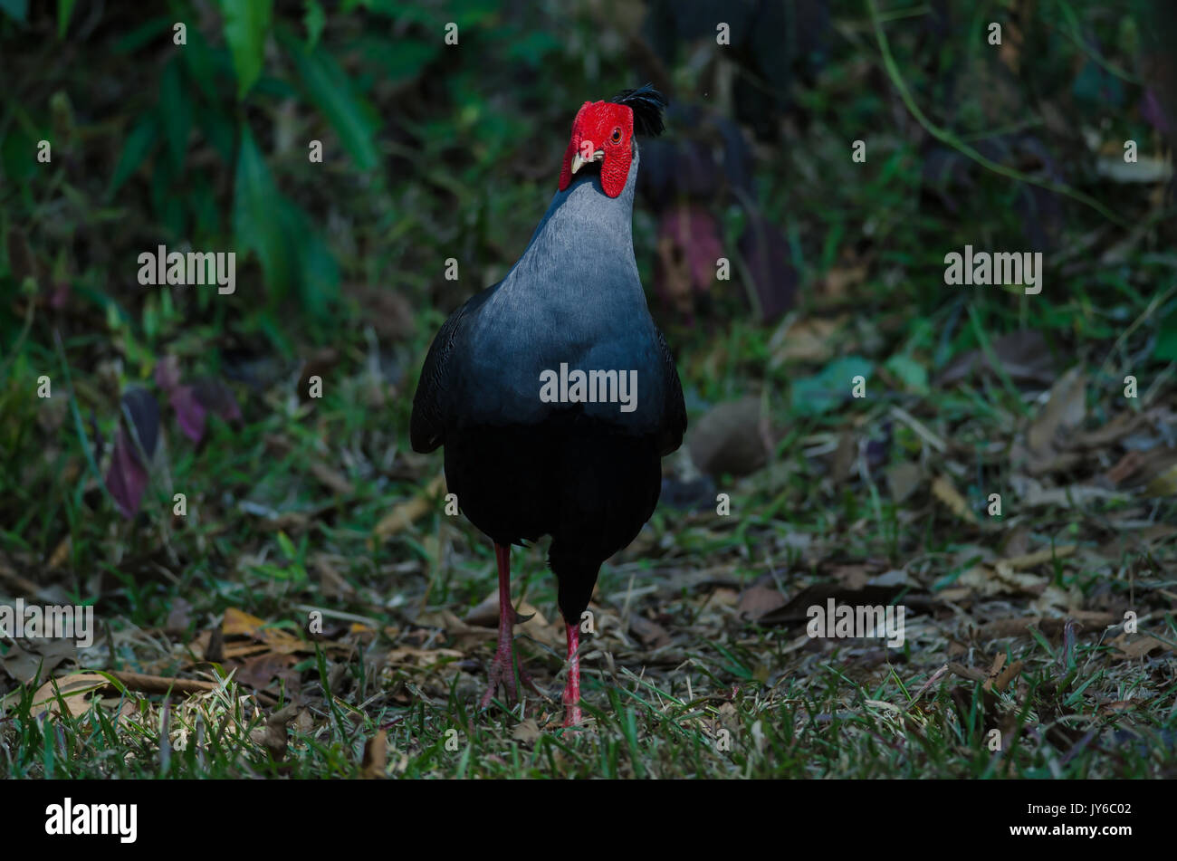 Siamese fireback or Diard's fireback in nature from Thailand Stock ...