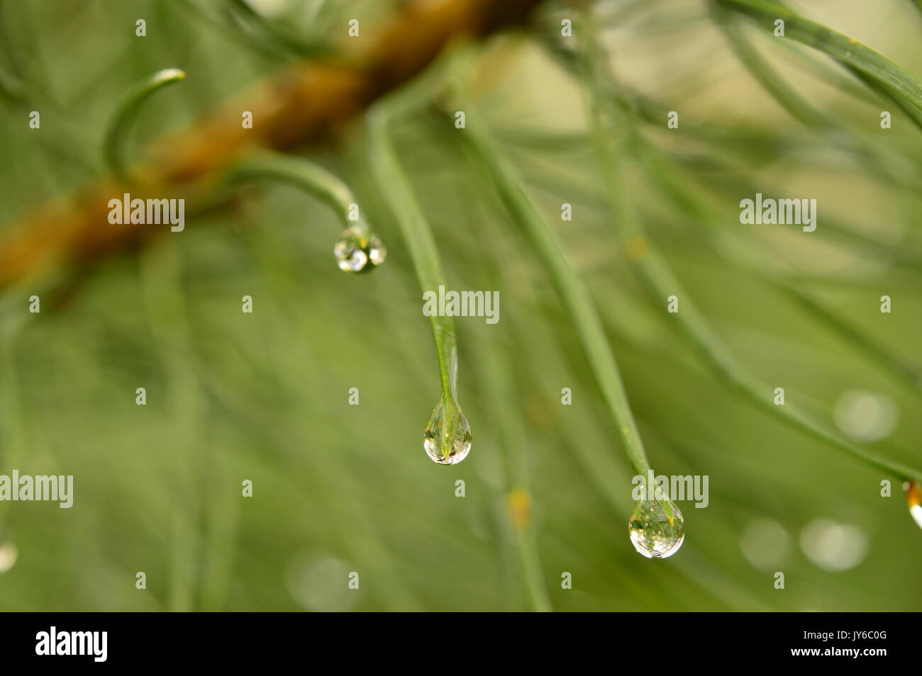 Raindrop structure hi-res stock photography and images - Alamy