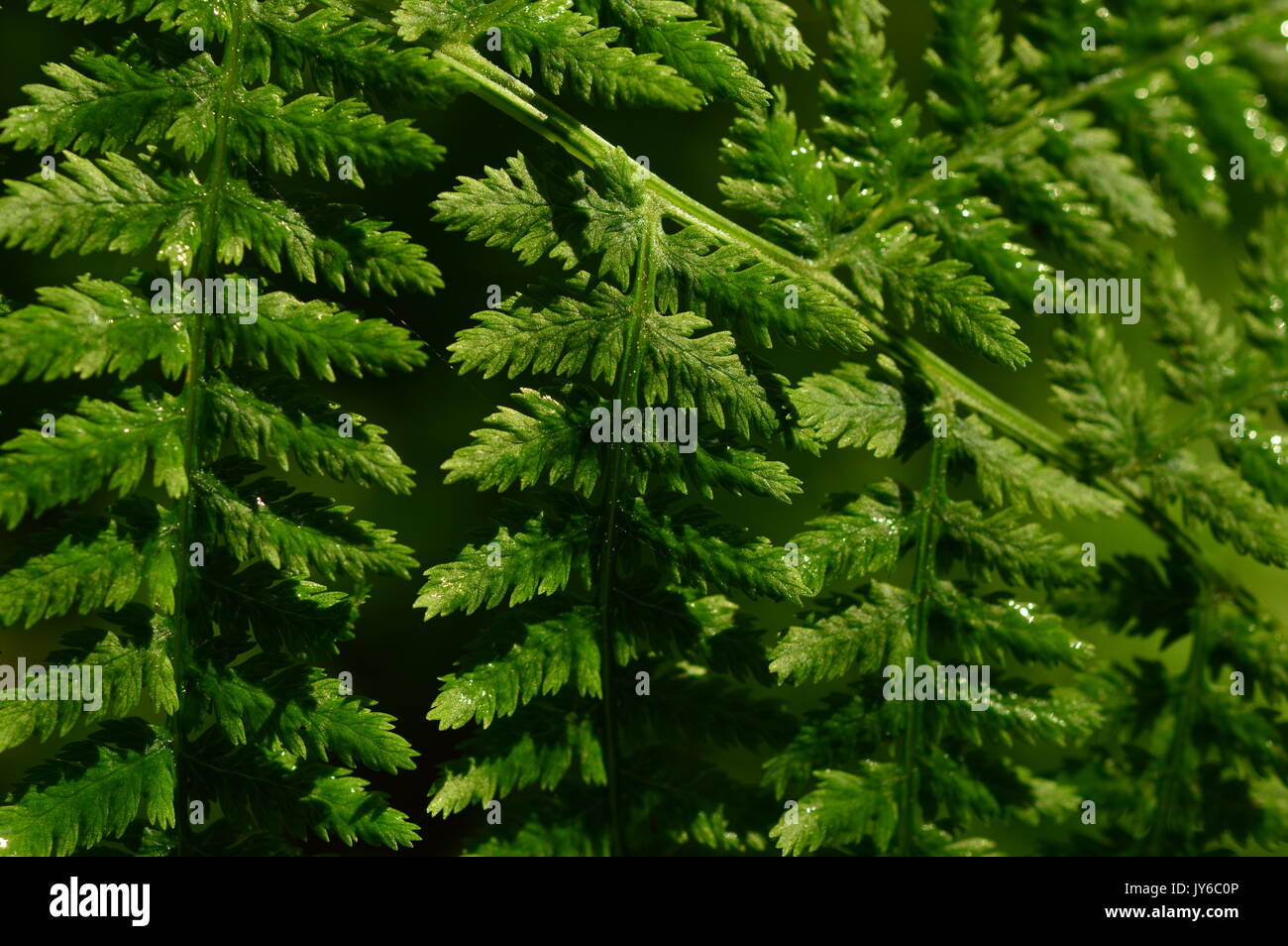 Image picture green fern hi-res stock photography and images - Alamy