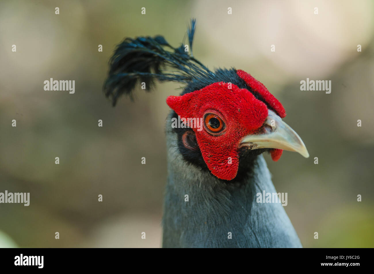 Siamese fireback or Diard's fireback in nature from Thailand Stock ...