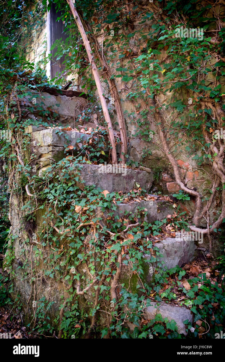 Overgrown steps to abandoned building Stock Photo - Alamy