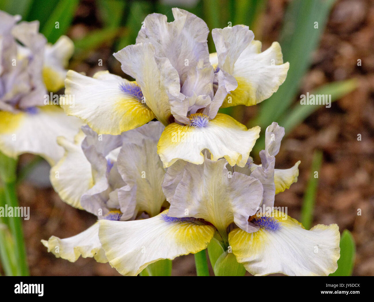 Iris china seas hi-res stock photography and images - Alamy