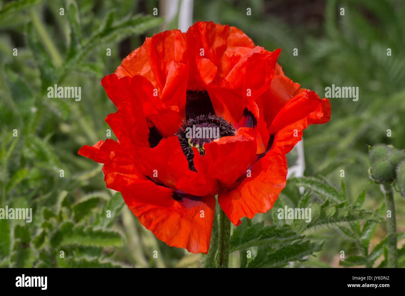 Rembrandt colors hi-res stock photography and images - Alamy