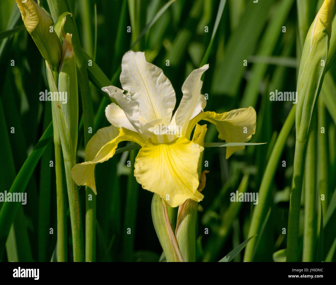Iris sibirica Chartreuse Bounty Stock Photo - Alamy