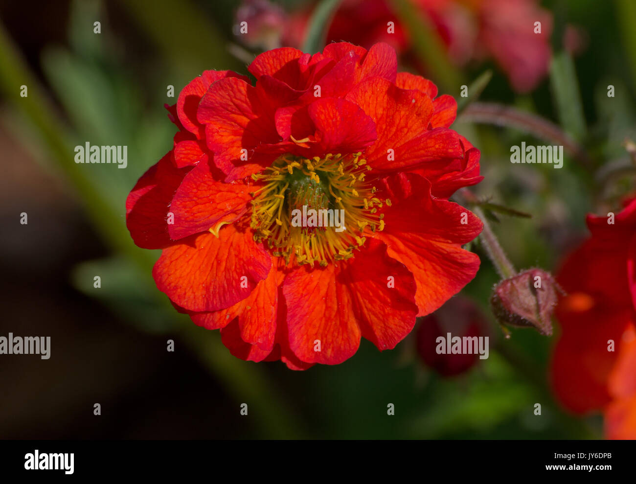 Red geum plants hi-res stock photography and images - Alamy