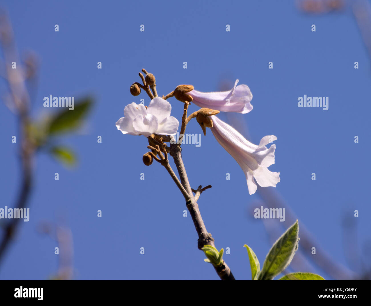 Paulownia tomentosa plant hi-res stock photography and images - Alamy