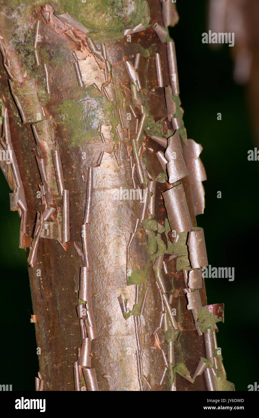 Acer griseum paperbark maple tree hi-res stock photography and images ...