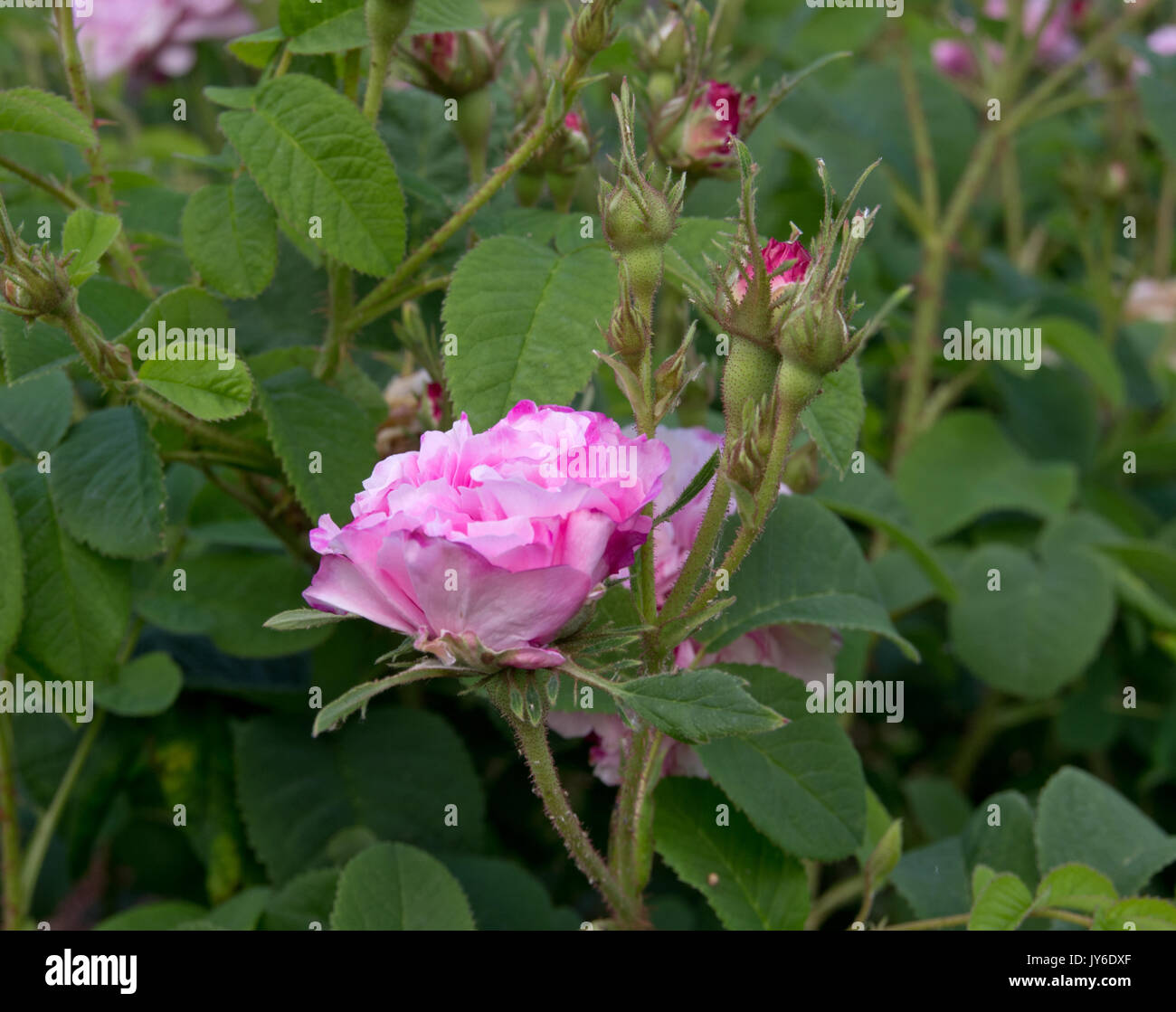 Leda hi-res stock photography and images - Alamy