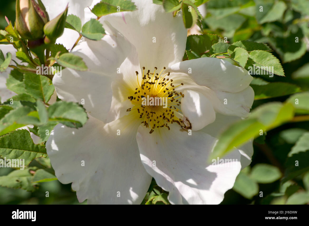 Semi double flowers rose hi-res stock photography and images - Alamy