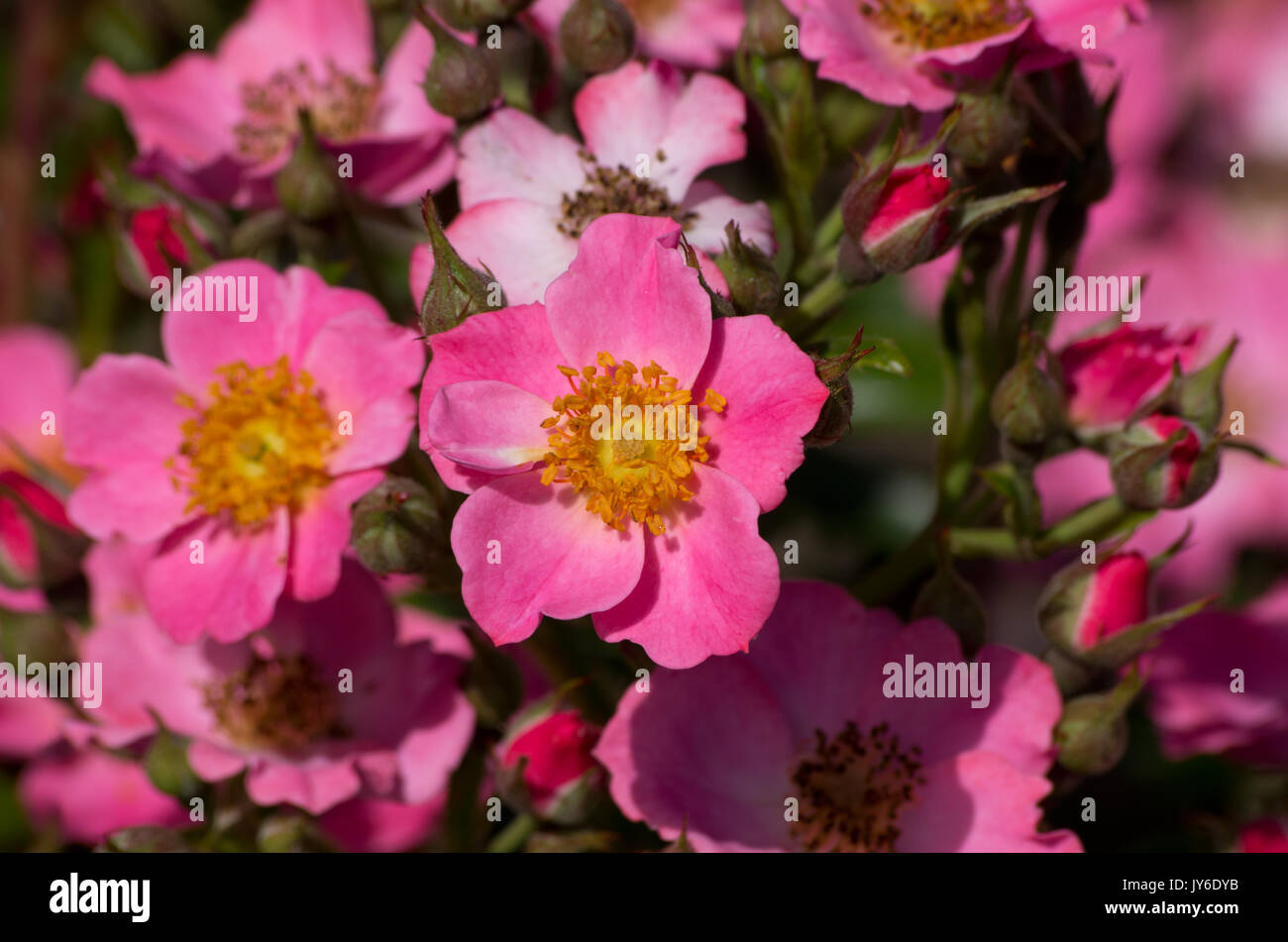 Torche rose hi-res stock photography and images - Alamy