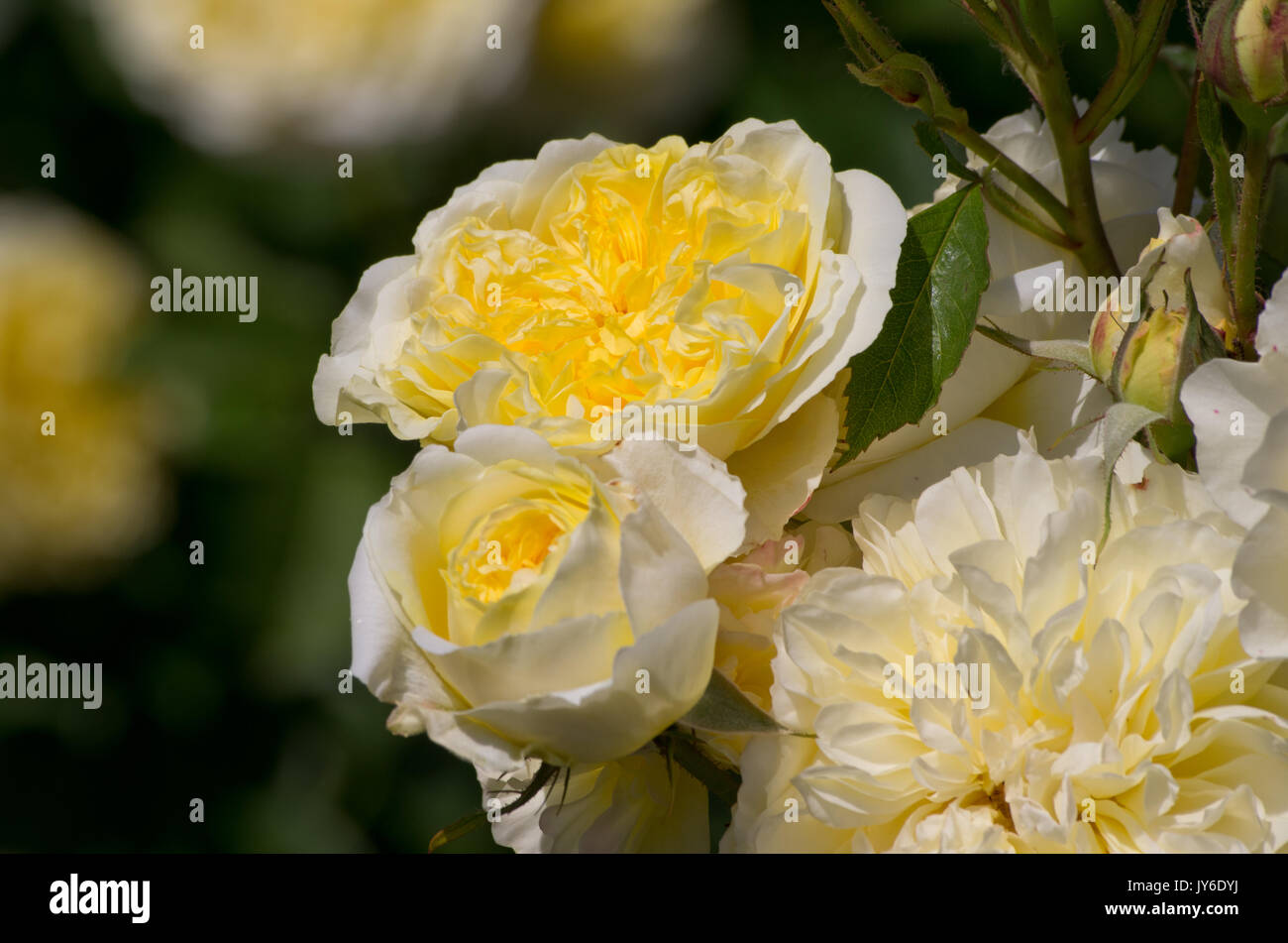English climbing rose hi-res stock photography and images - Alamy