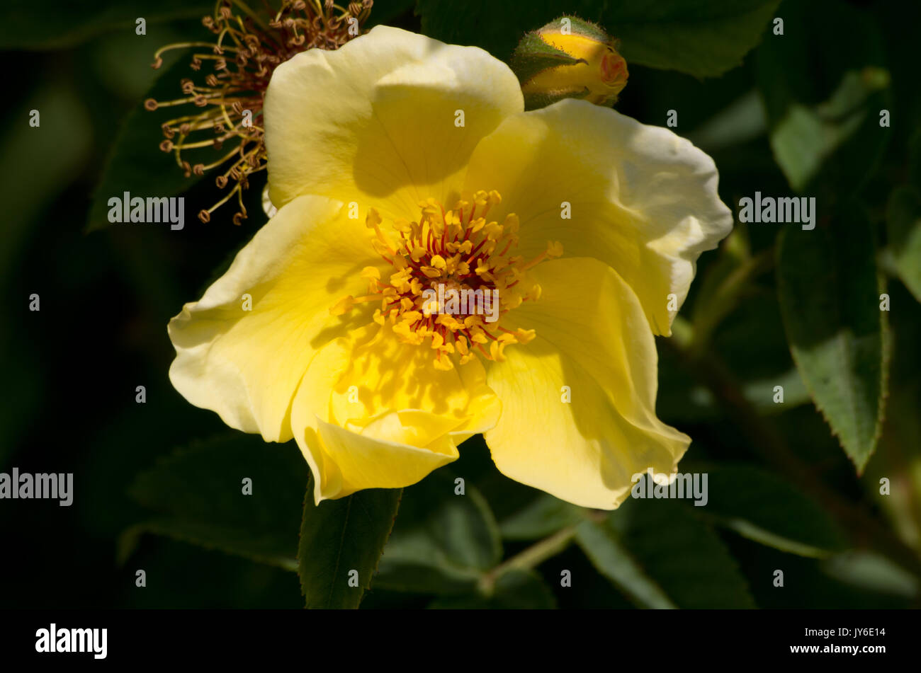 Rose Golden Wings Stock Photo - Alamy