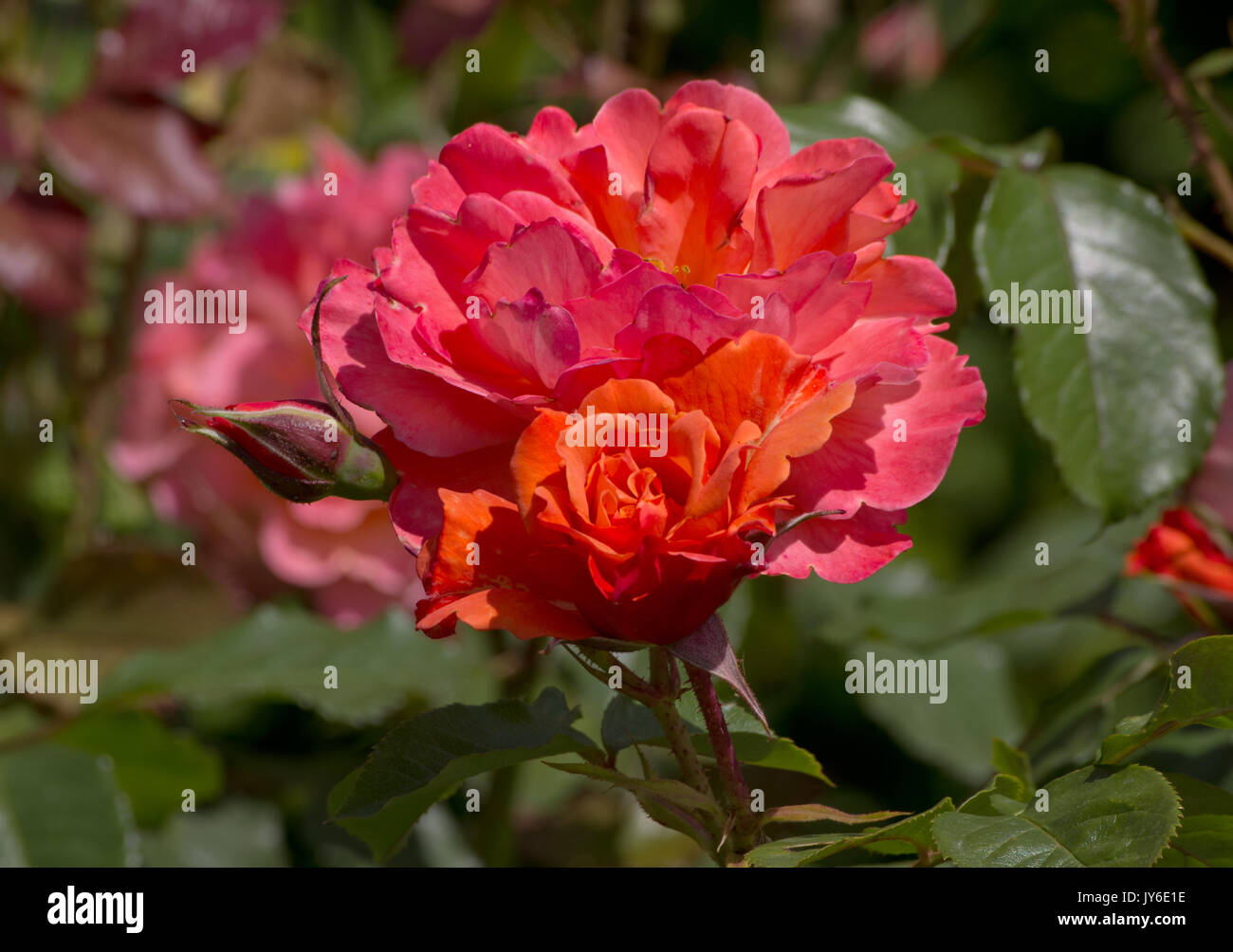 Westerland rose hi-res stock photography and images - Alamy