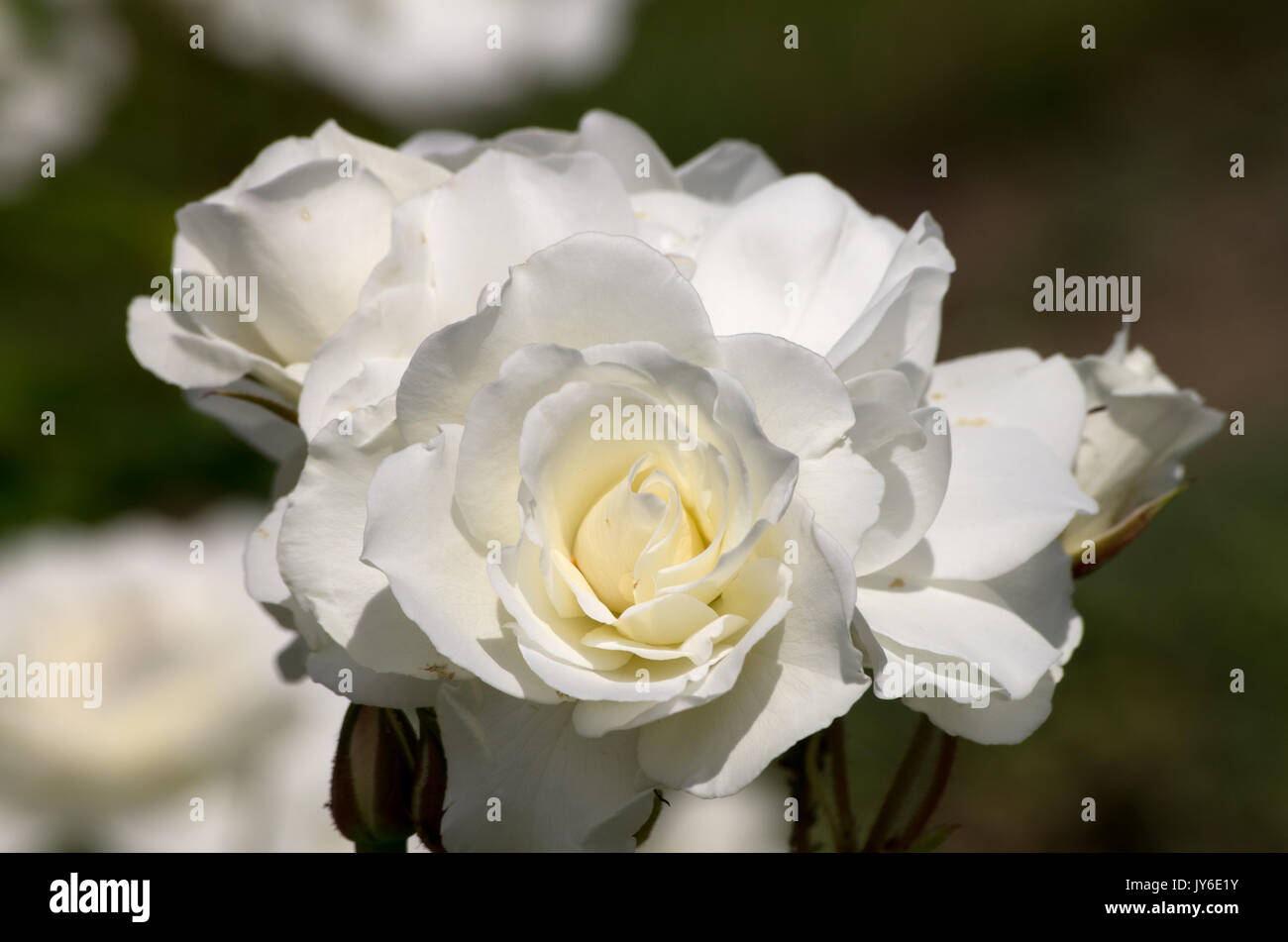 Rosa iceberg floribunda hi-res stock photography and images - Alamy