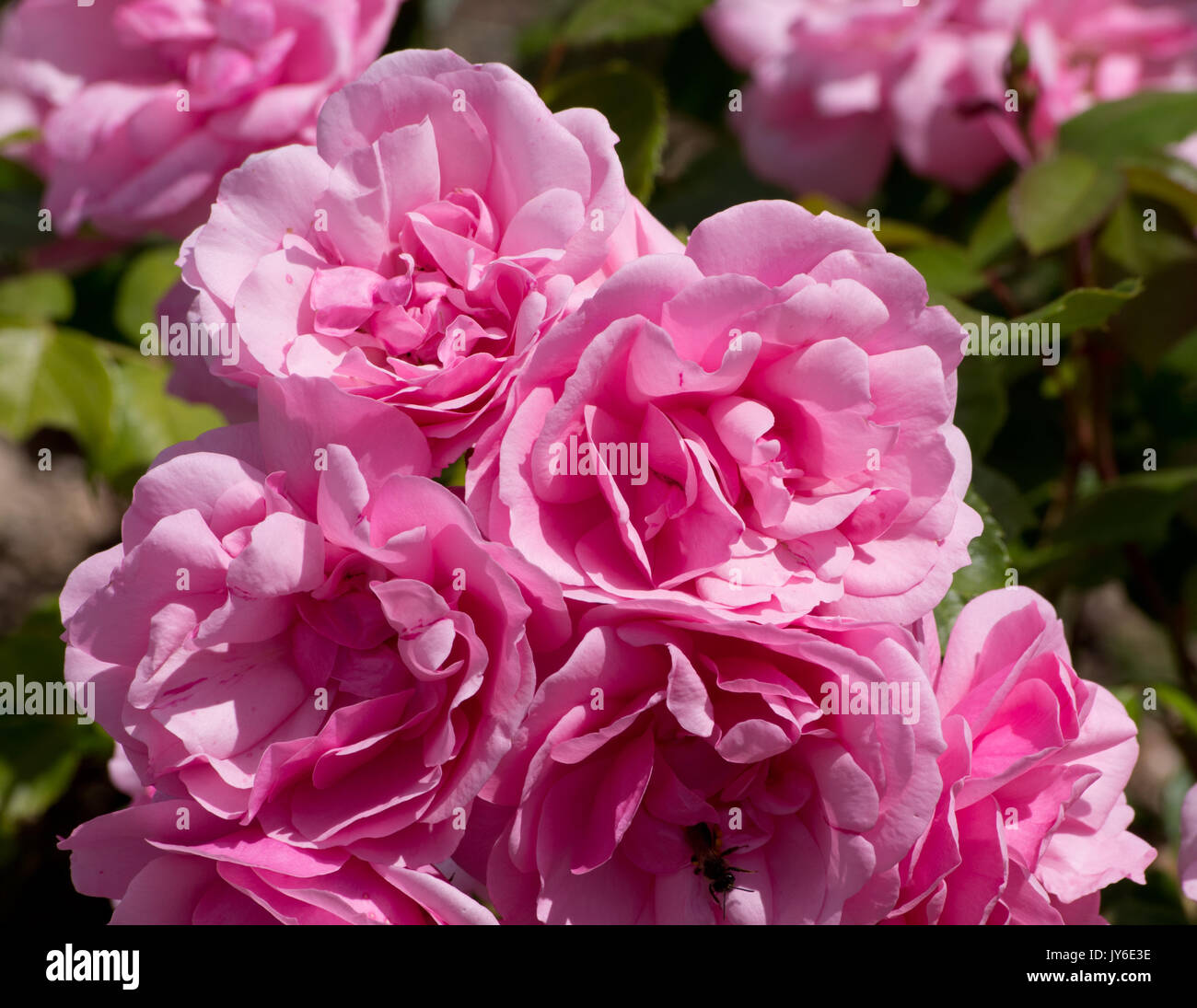 Garden rose rosa hi-res stock photography and images - Alamy