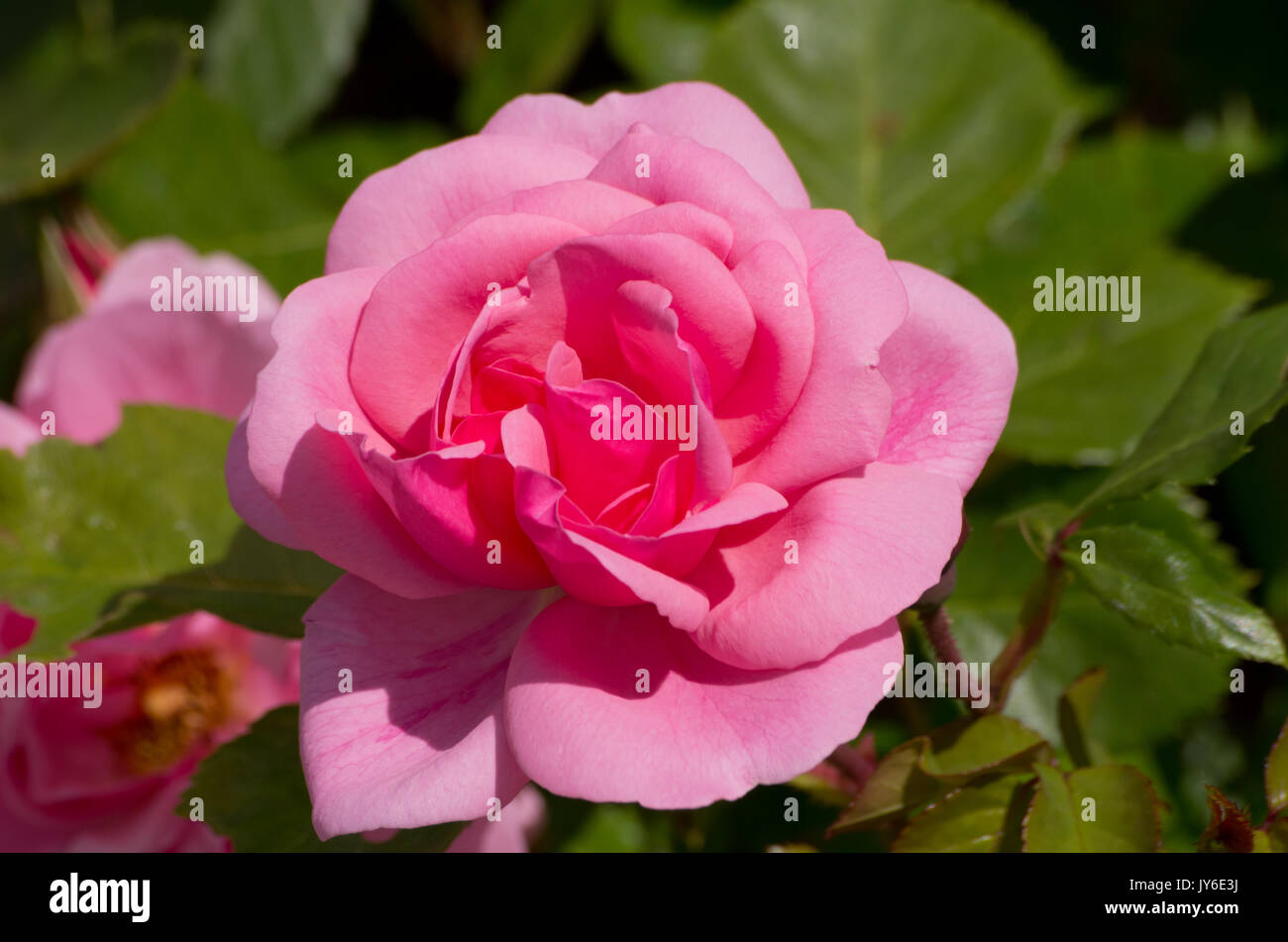 Garden rose rosa hi-res stock photography and images - Alamy