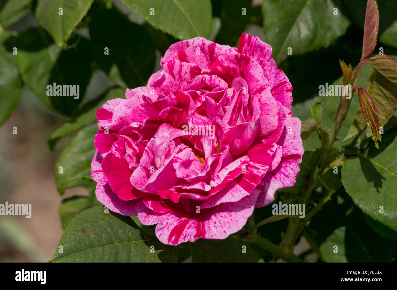 The tricolore hi-res stock photography and images - Alamy