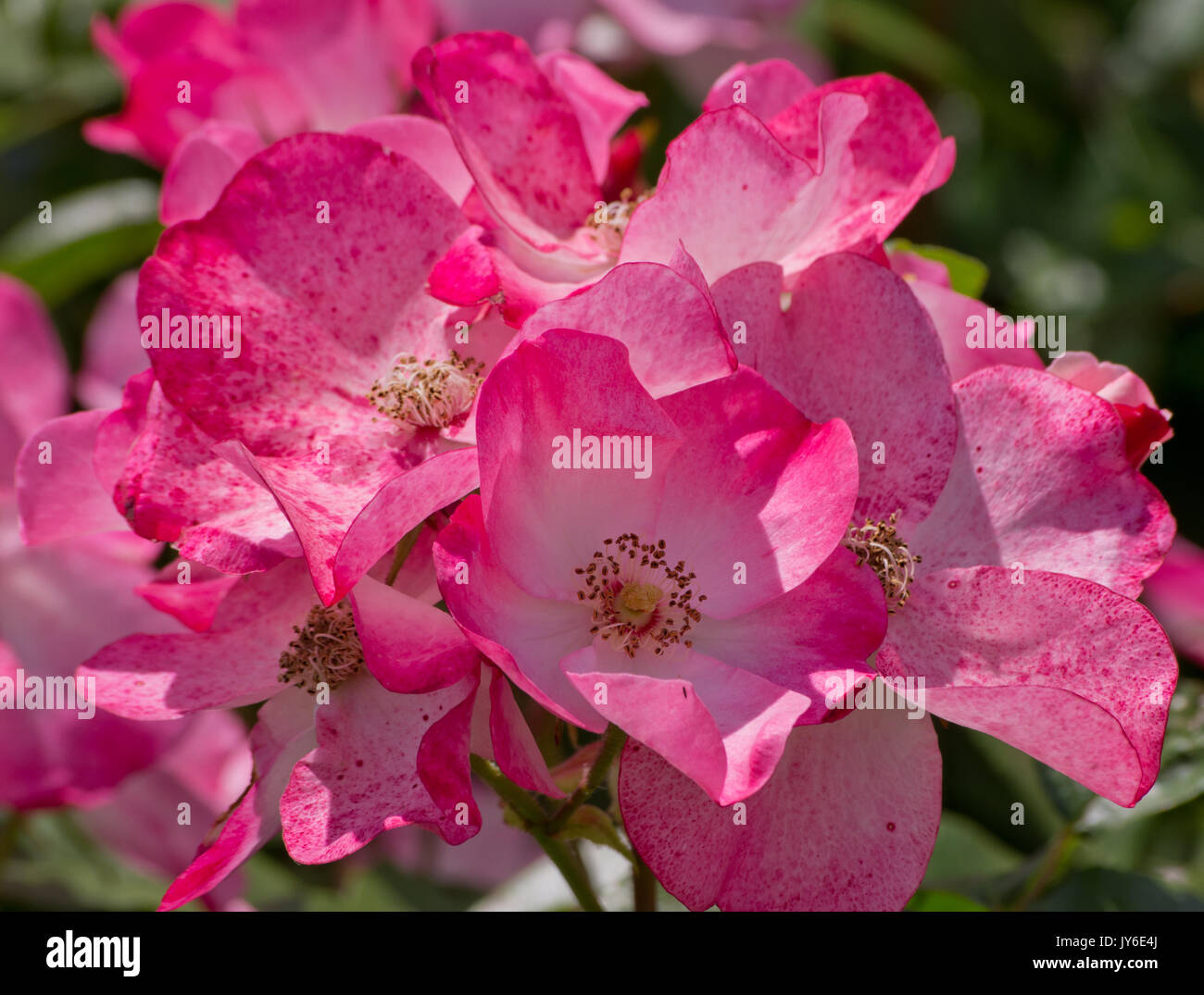 Rosa rush hi-res stock photography and images - Alamy