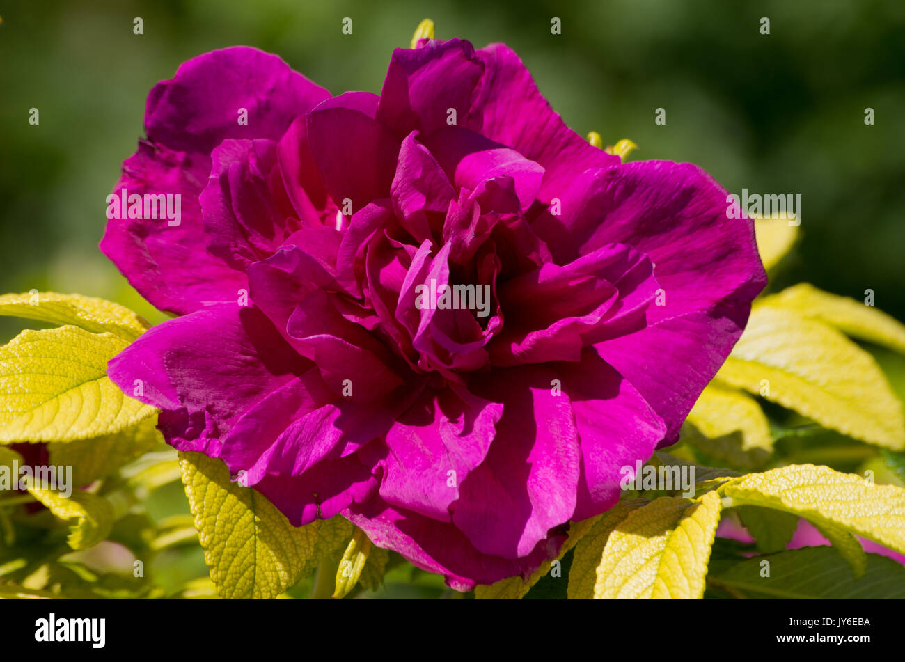 Du roi a fleurs pourpres hi-res stock photography and images - Alamy