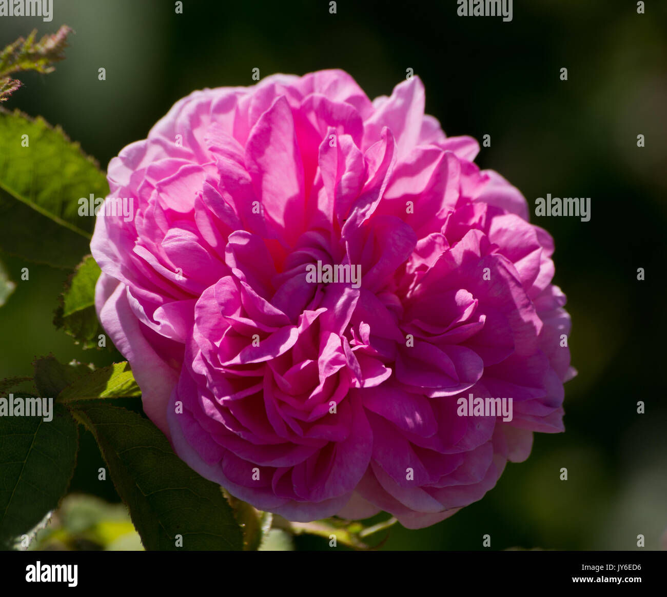 Rose moss flowers hi-res stock photography and images - Alamy