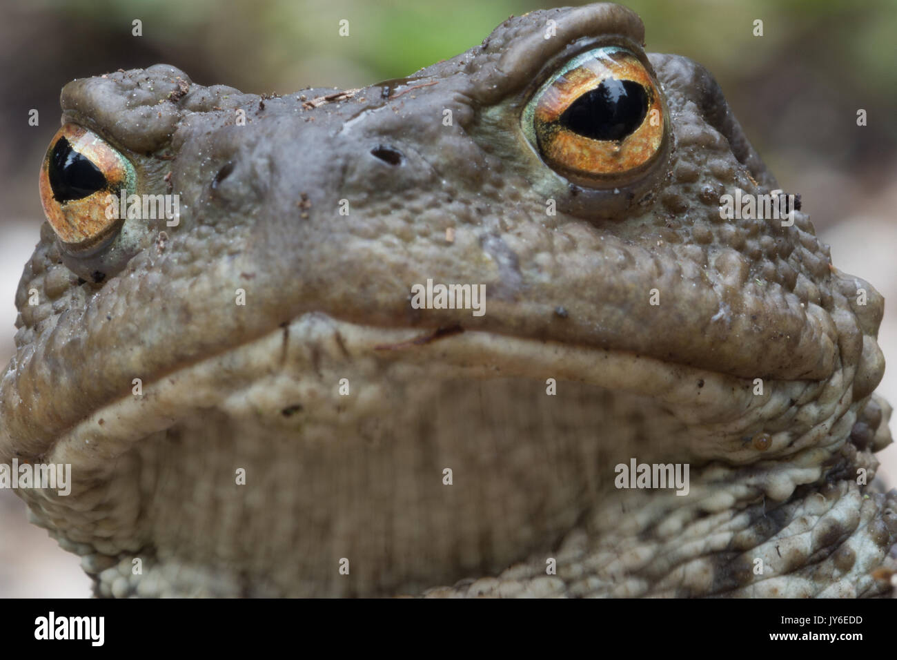 A true toad is any member of the family Bufonidae, in the order Anura ...