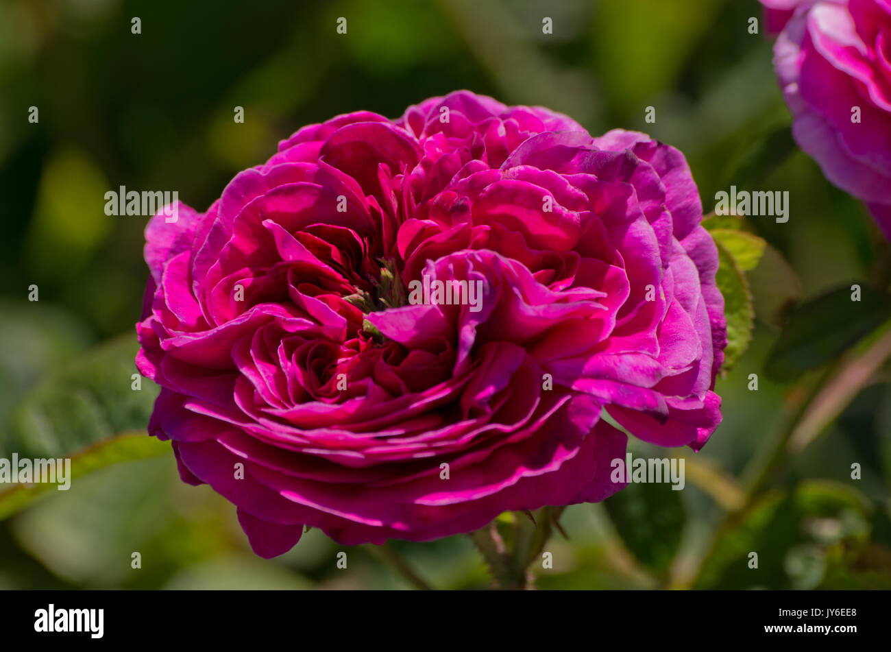 Rose Louis Philippe Stock Photo - Alamy