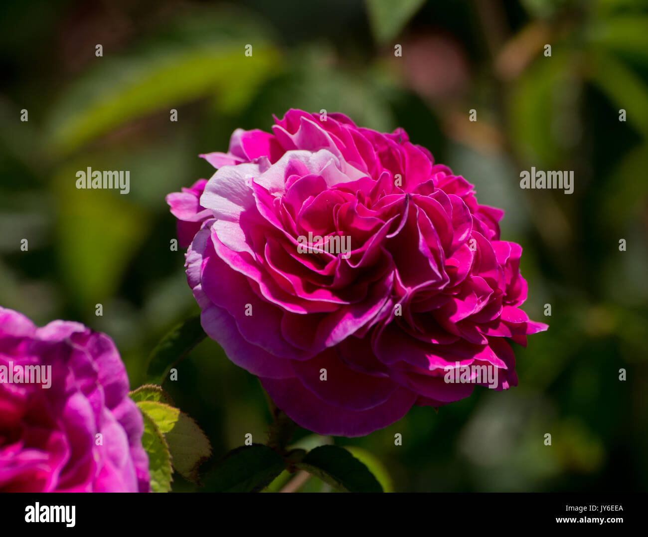 Pink china rose flower hi-res stock photography and images - Alamy
