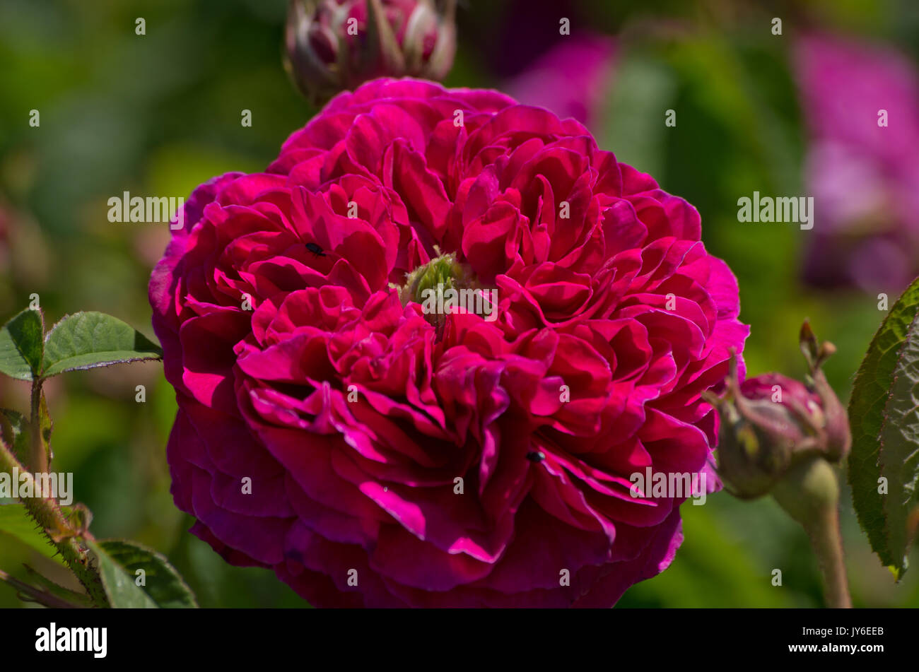 Rose Louis Philippe Stock Photo - Alamy