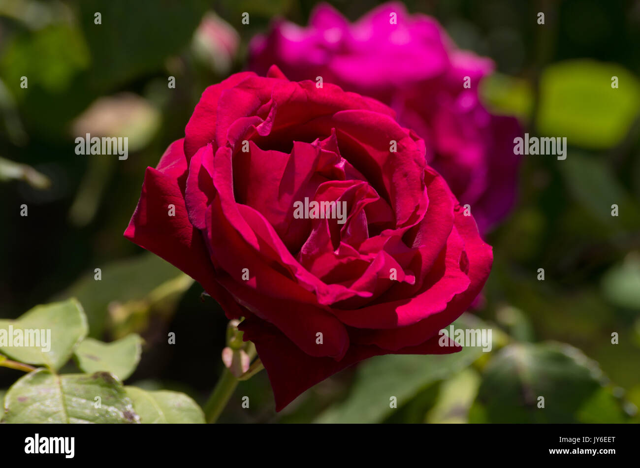 Rose George Dickson Stock Photo - Alamy