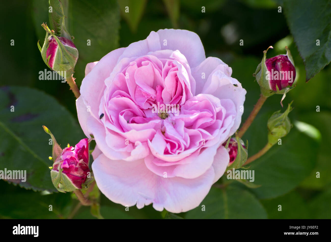 Old shrub rose hi-res stock photography and images - Alamy