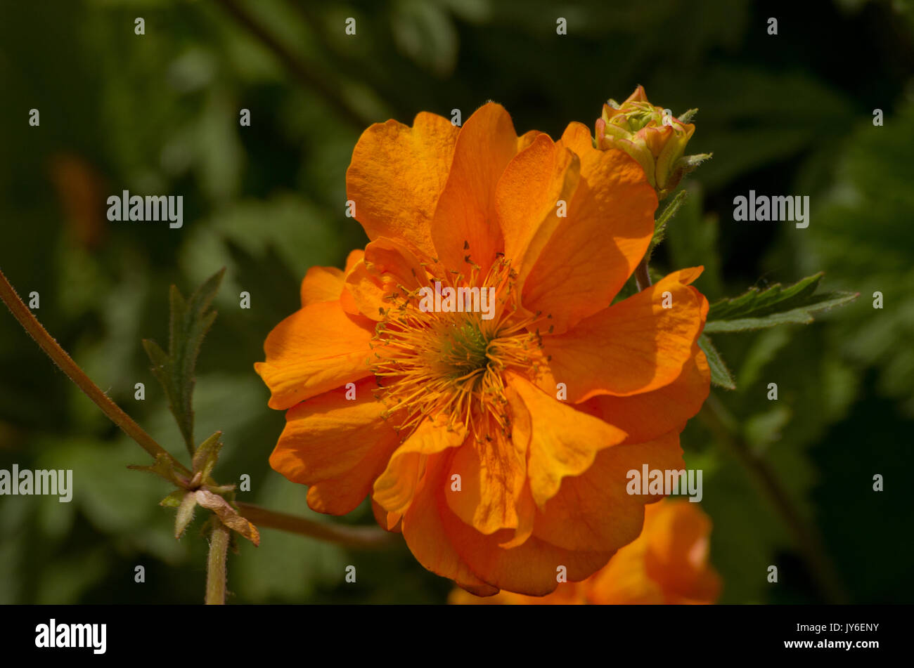 Firestorm hi-res stock photography and images - Alamy