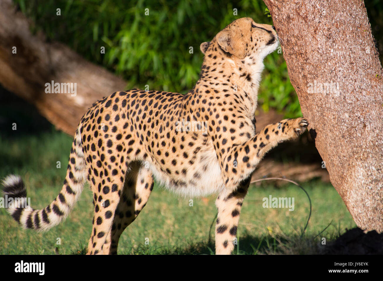 Cheetah Scenting Tree Stock Photo - Alamy