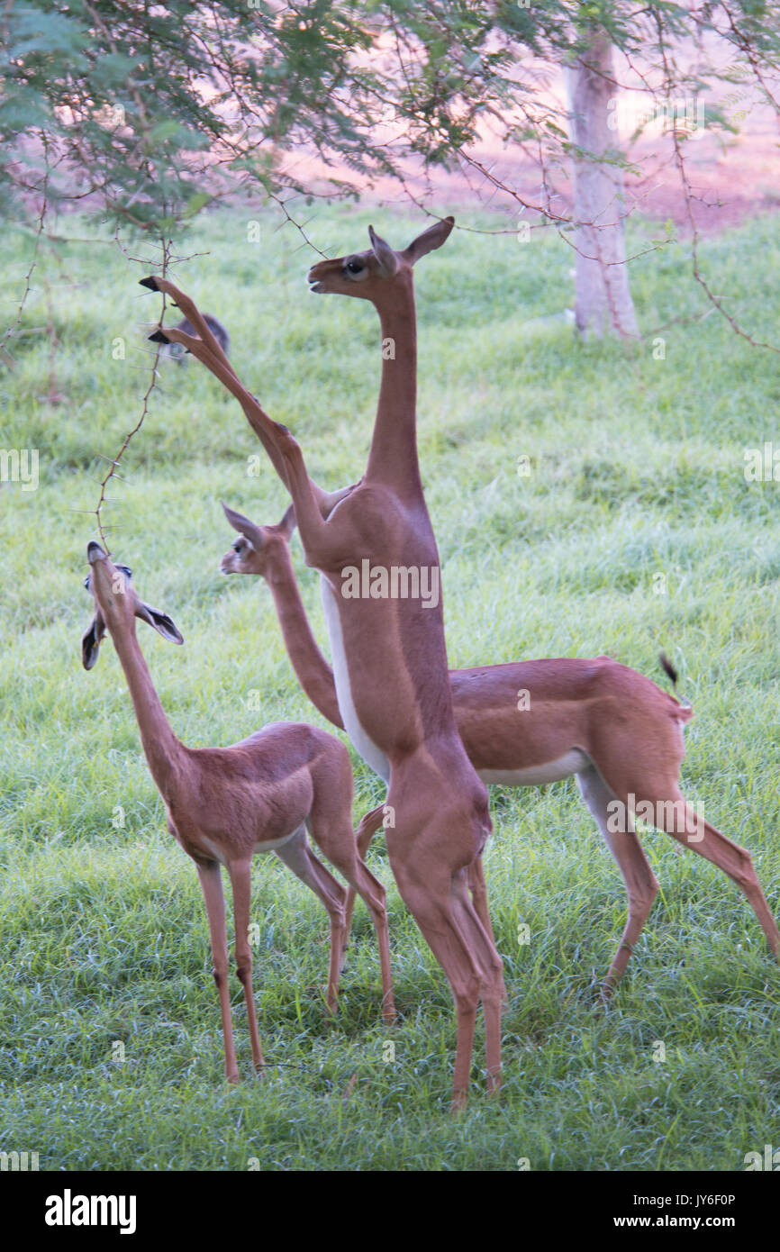 Gerenuk antelope feeding hi-res stock photography and images - Alamy